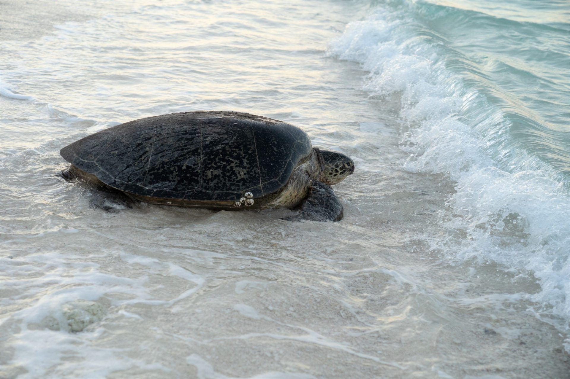 Rescue Baby Turtles with your Crypto / Bitcoin Donation