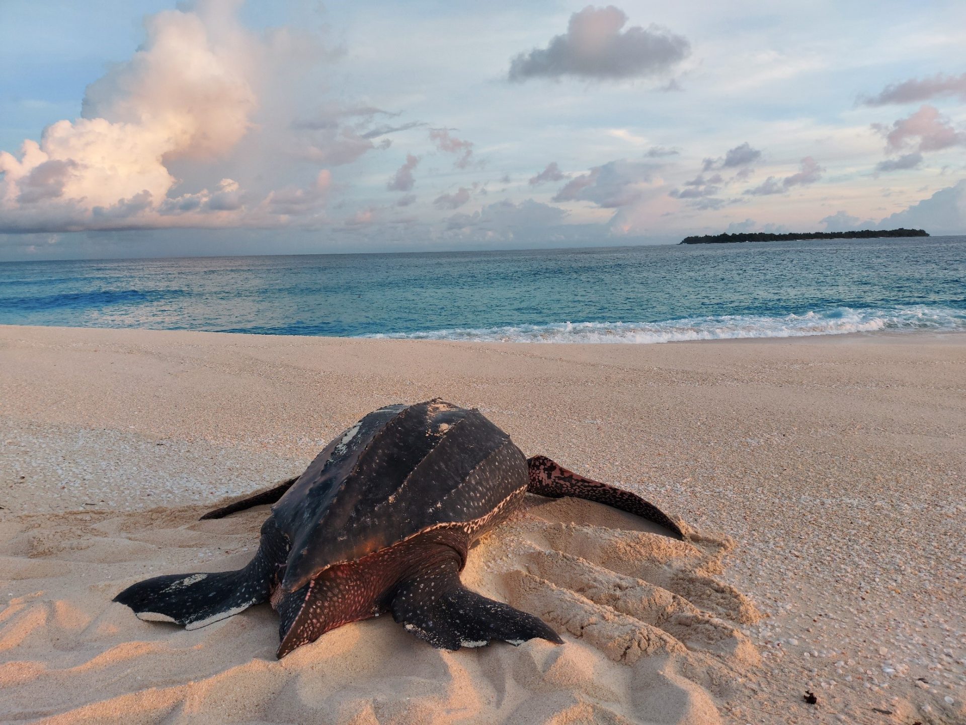 Rescue Baby Turtles with your Crypto / Bitcoin Donation